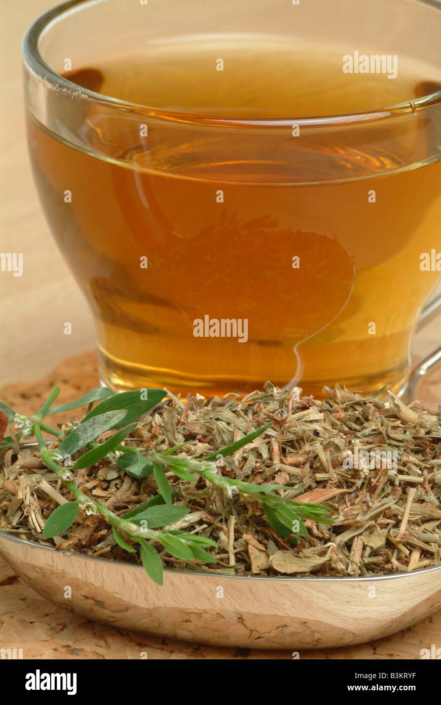 tea made of Knotgrass Knotgrasstea Polygonum aviculare Stock Photo - Alamy