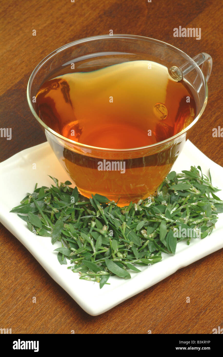 tea made of Knotgrass Knotgrasstea Polygonum aviculare Stock Photo - Alamy
