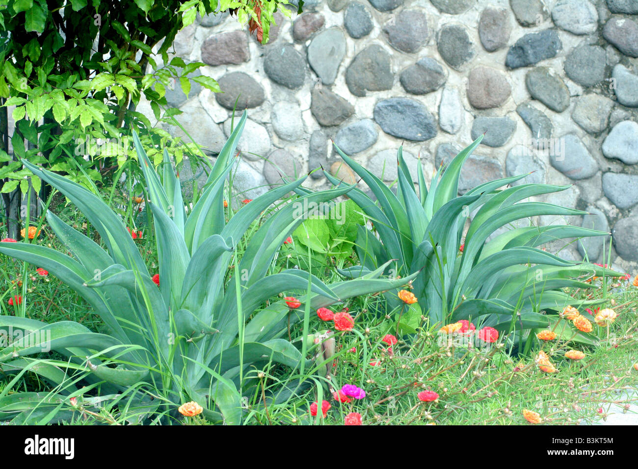 Agave with flowers hi-res stock photography and images - Alamy