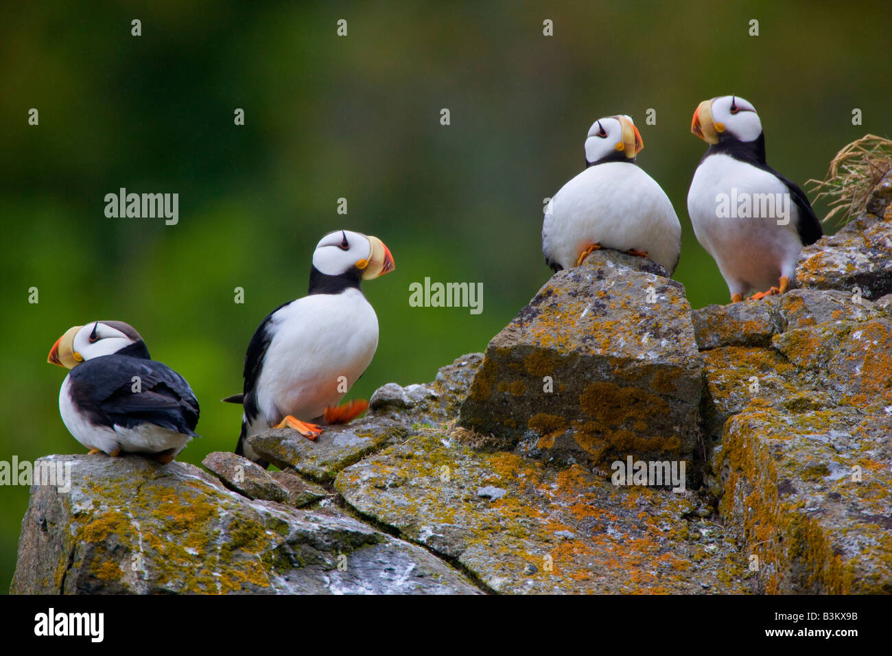 Horned Puffin Alaska Maritime National Wildlife Refuge near Lake Clark ...