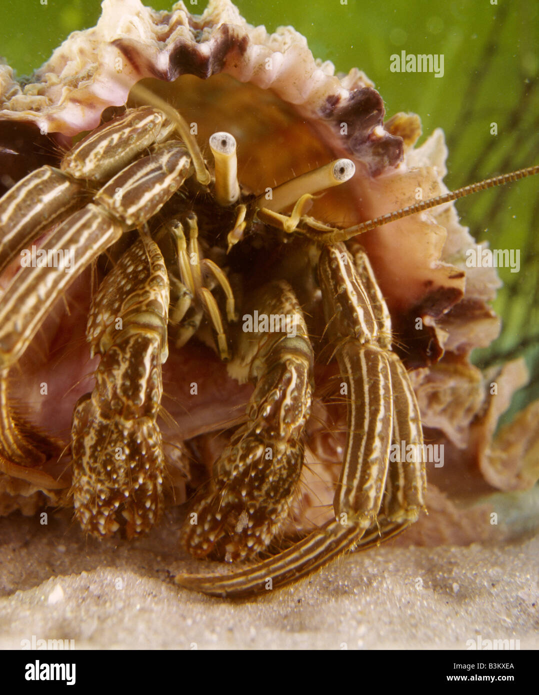 HERMIT CRAB (CLIBANARIUS VITTATUS Stock Photo - Alamy