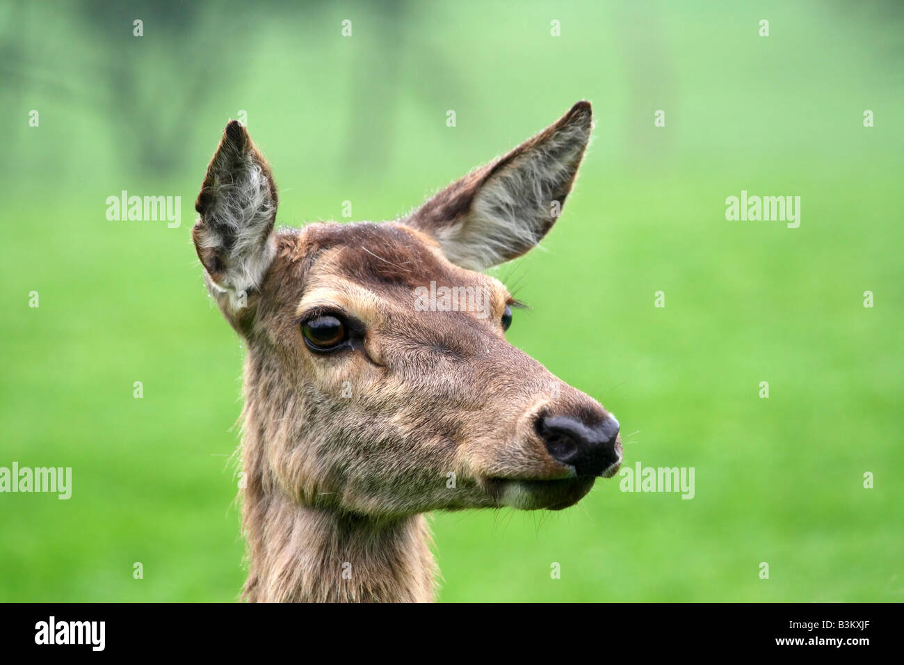 Portrait of deer Stock Photo - Alamy