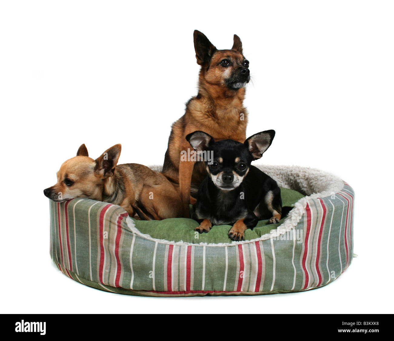 Dogs sharing a bed hi-res stock photography and images - Alamy
