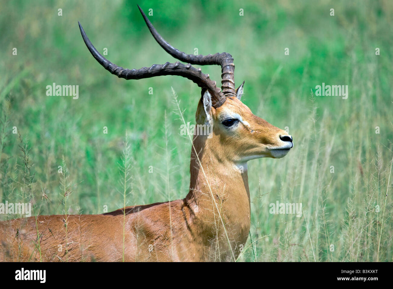 Impala in environment hi-res stock photography and images - Alamy