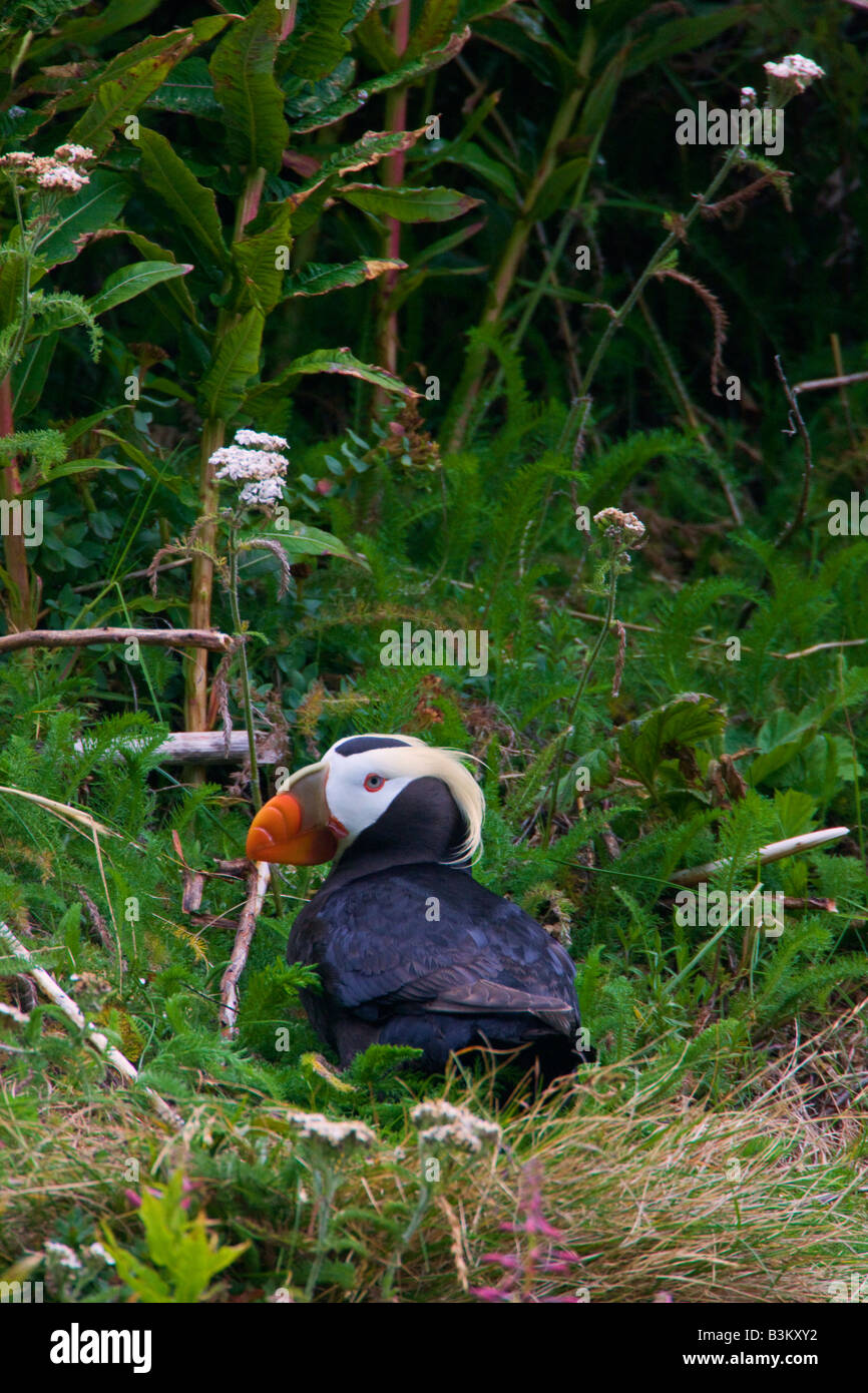 Tufted Puffin Alaska Maritime National Wildlife Refuge near Lake Clark ...