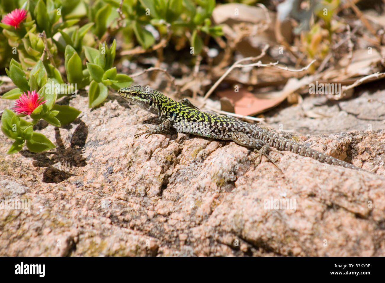 Italian wall lizards hi-res stock photography and images - Alamy