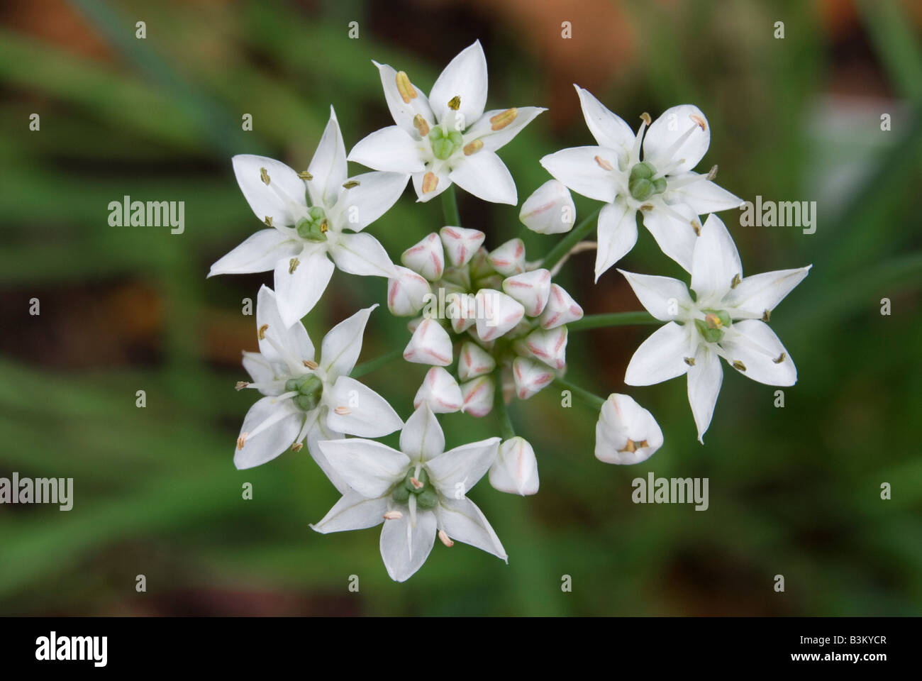 ALLIUM TUBEROSUM (A. ramosum), Chinese chives Stock Photo - Alamy