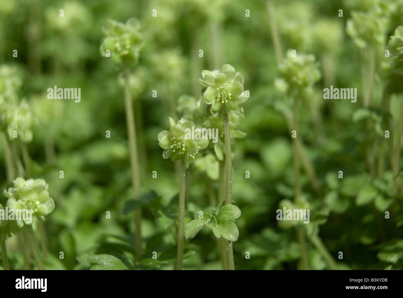 ADOXA MOSCHATELLINA, Moschatel Stock Photo - Alamy