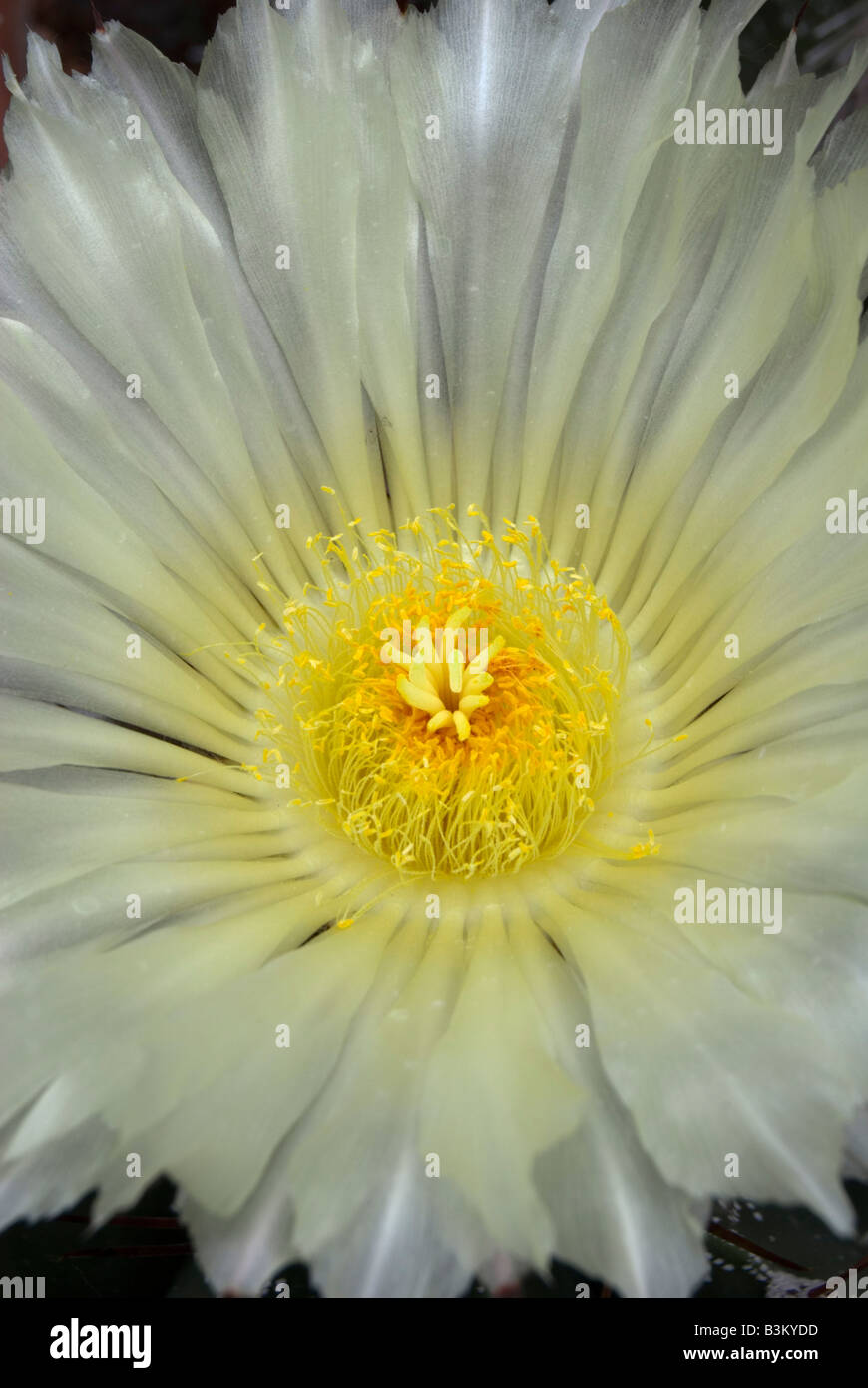 Ornatum hi-res stock photography and images - Alamy