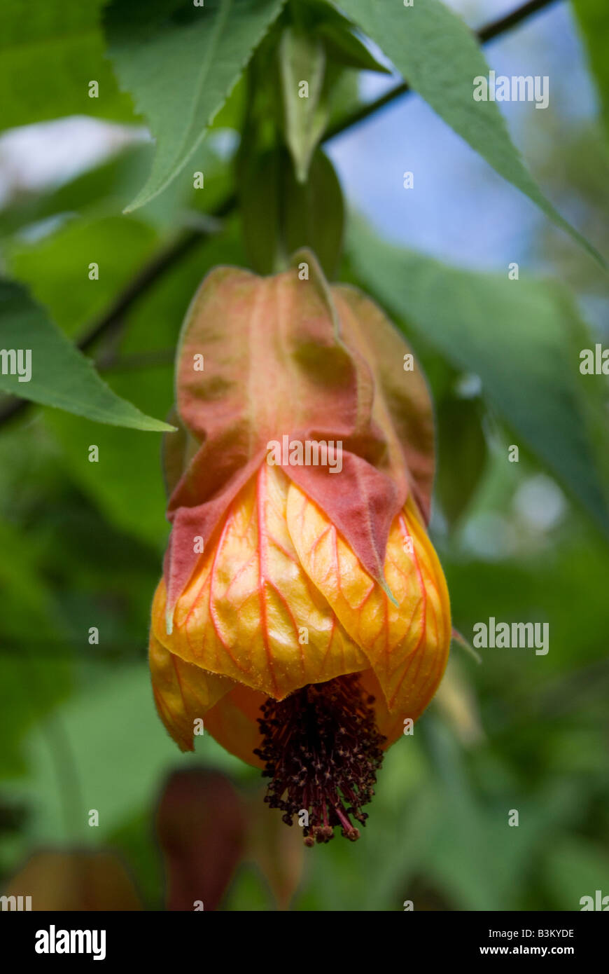 Abutilon 'Kentish Belle' Stock Photo - Alamy