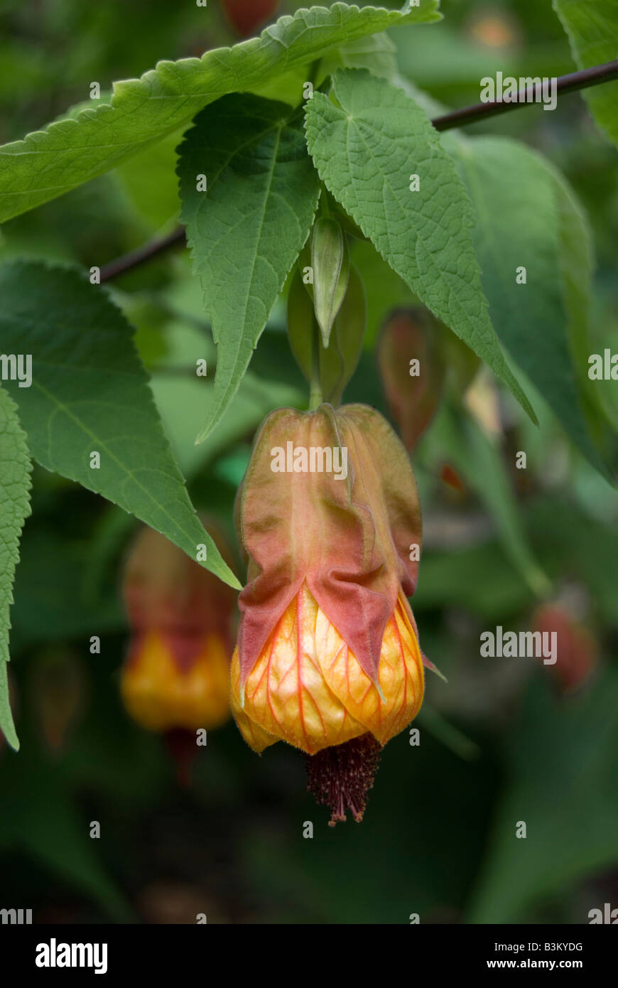 Abutilon ‘kentish belle’ hi-res stock photography and images - Alamy