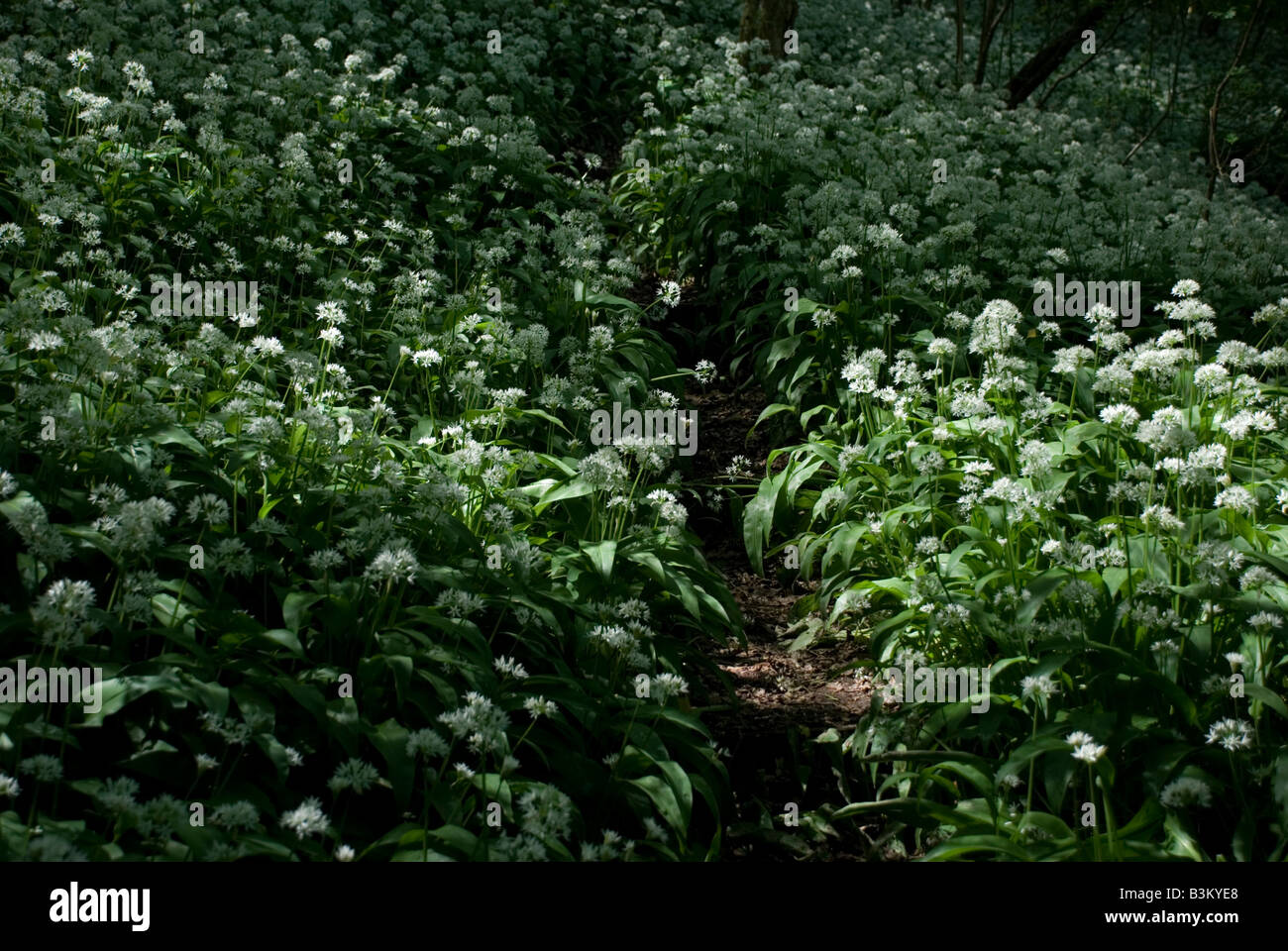 Wild Garlic (Allium ursinum) in British woodland Stock Photo - Alamy