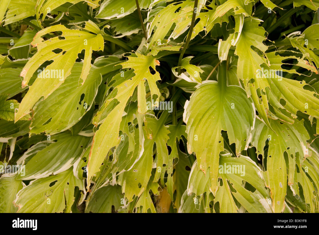 Hosta eaten by slugs Stock Photo - Alamy