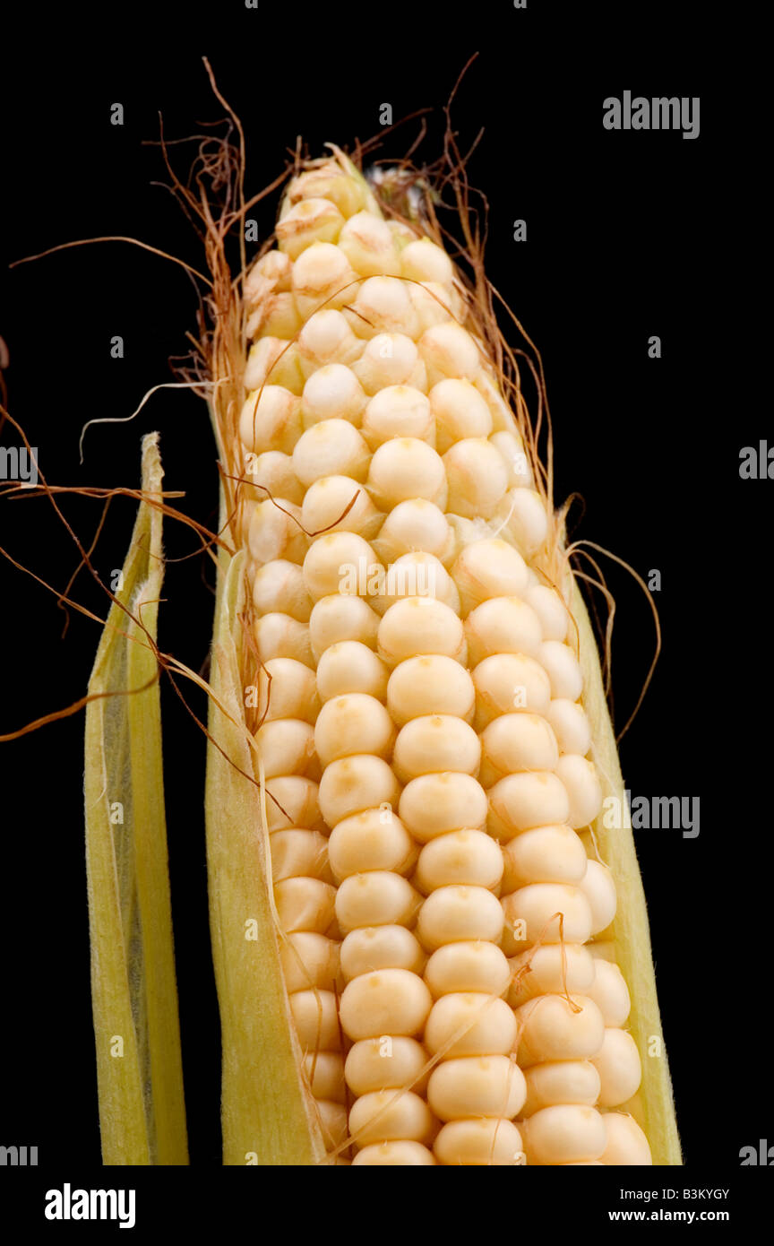 object on black food corn in cob Stock Photo - Alamy