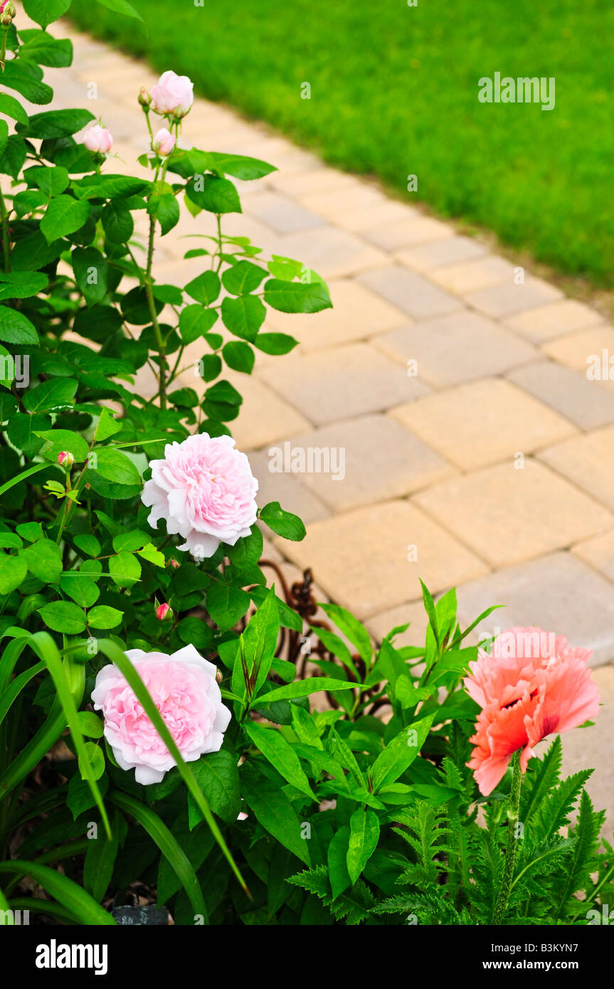 Pave roses hi-res stock photography and images - Alamy