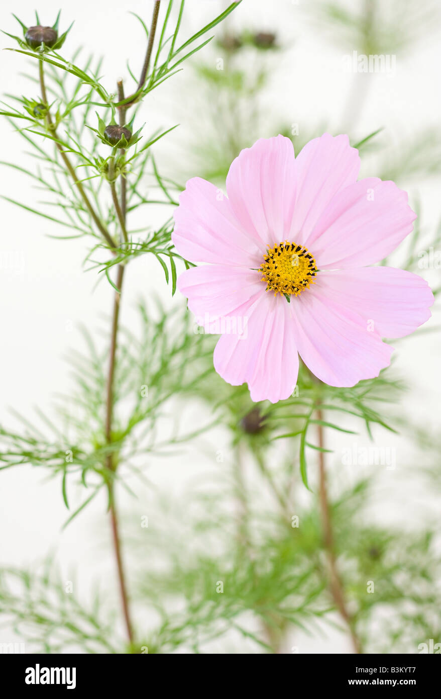 Soft focus cosmos bipinnatus hi-res stock photography and images - Alamy