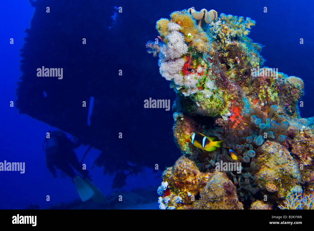 Northern Indian Anemonefishes make their home by the stern of the SS ...