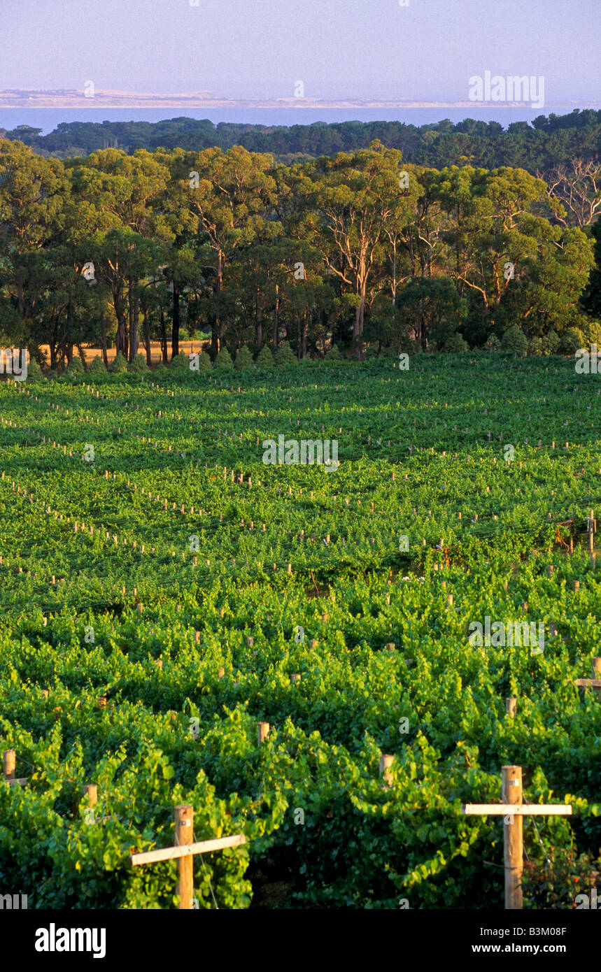 Australian vineyard spring hi-res stock photography and images - Alamy