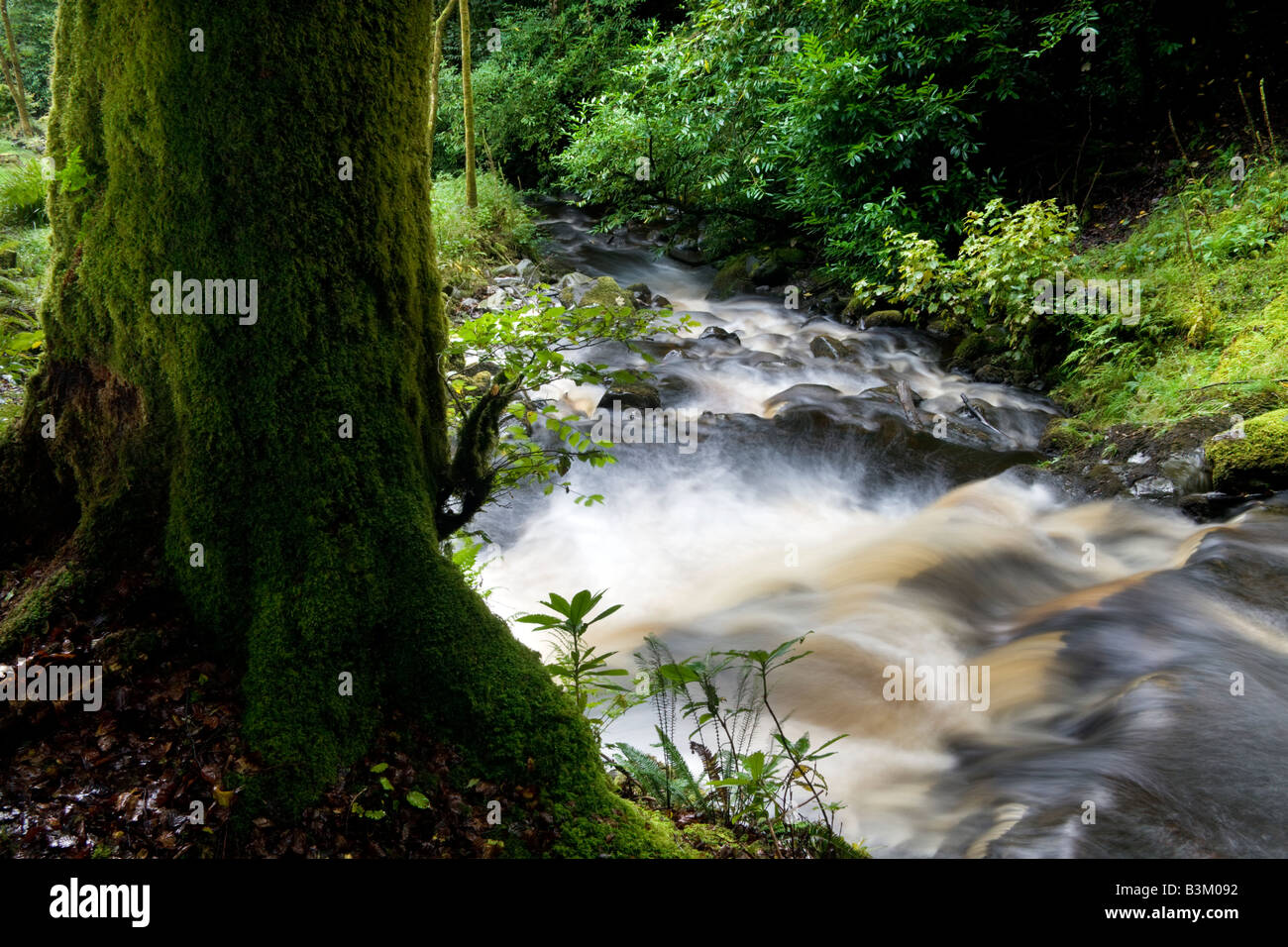 Mountain stream water hi-res stock photography and images - Alamy
