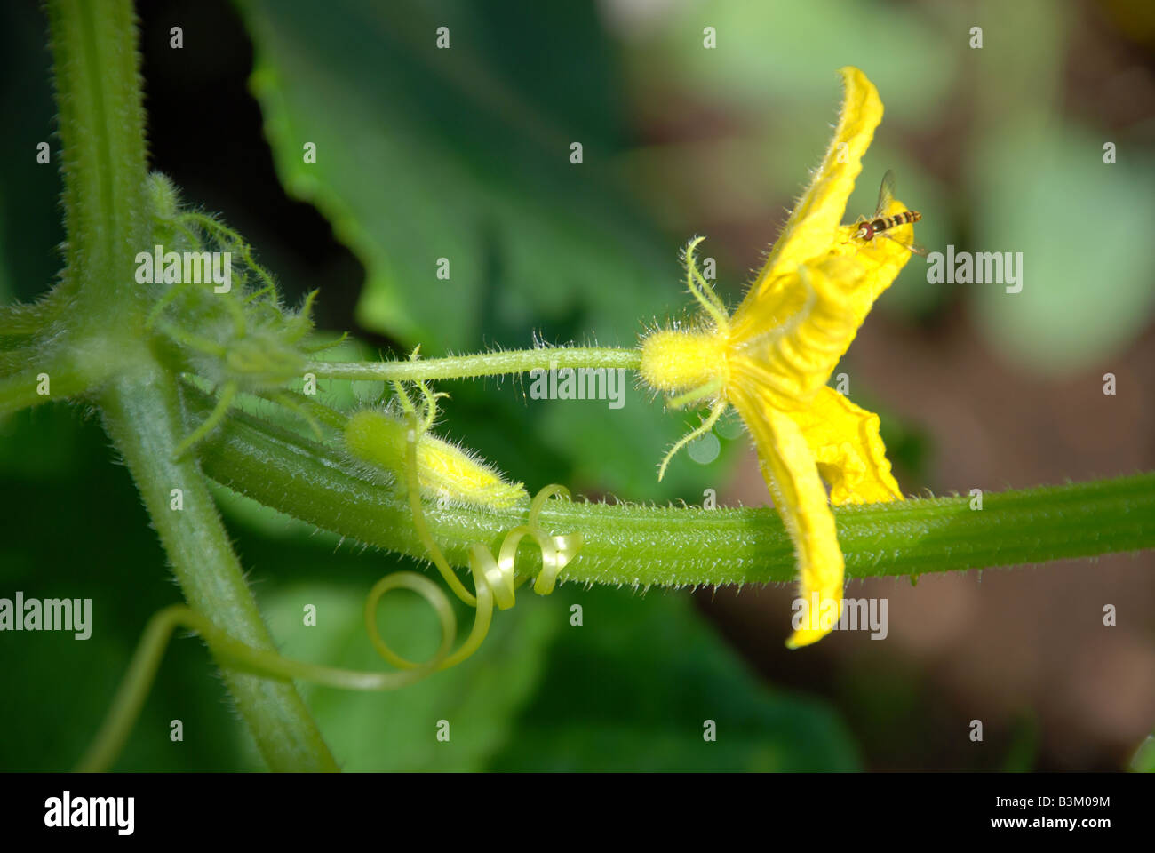 Flower of a cucumber plant Stock Photo - Alamy