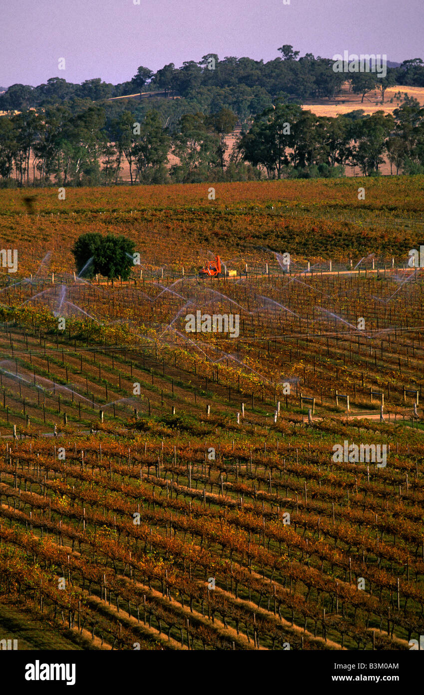 Aerial view of vineyard Stock Photo - Alamy