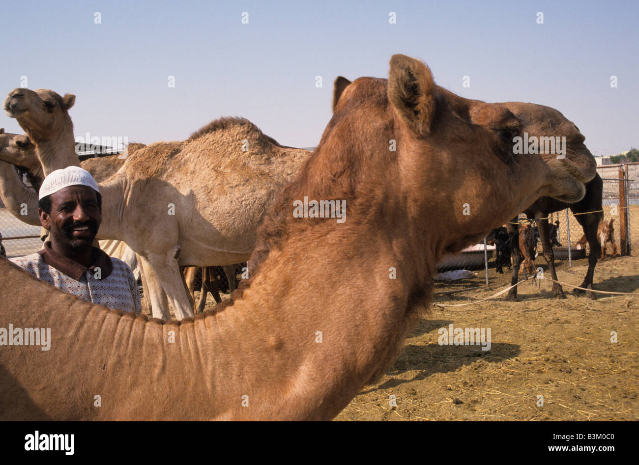 Qatar, Middle East, Asia, the camel and goat market in Doha Stock Photo ...