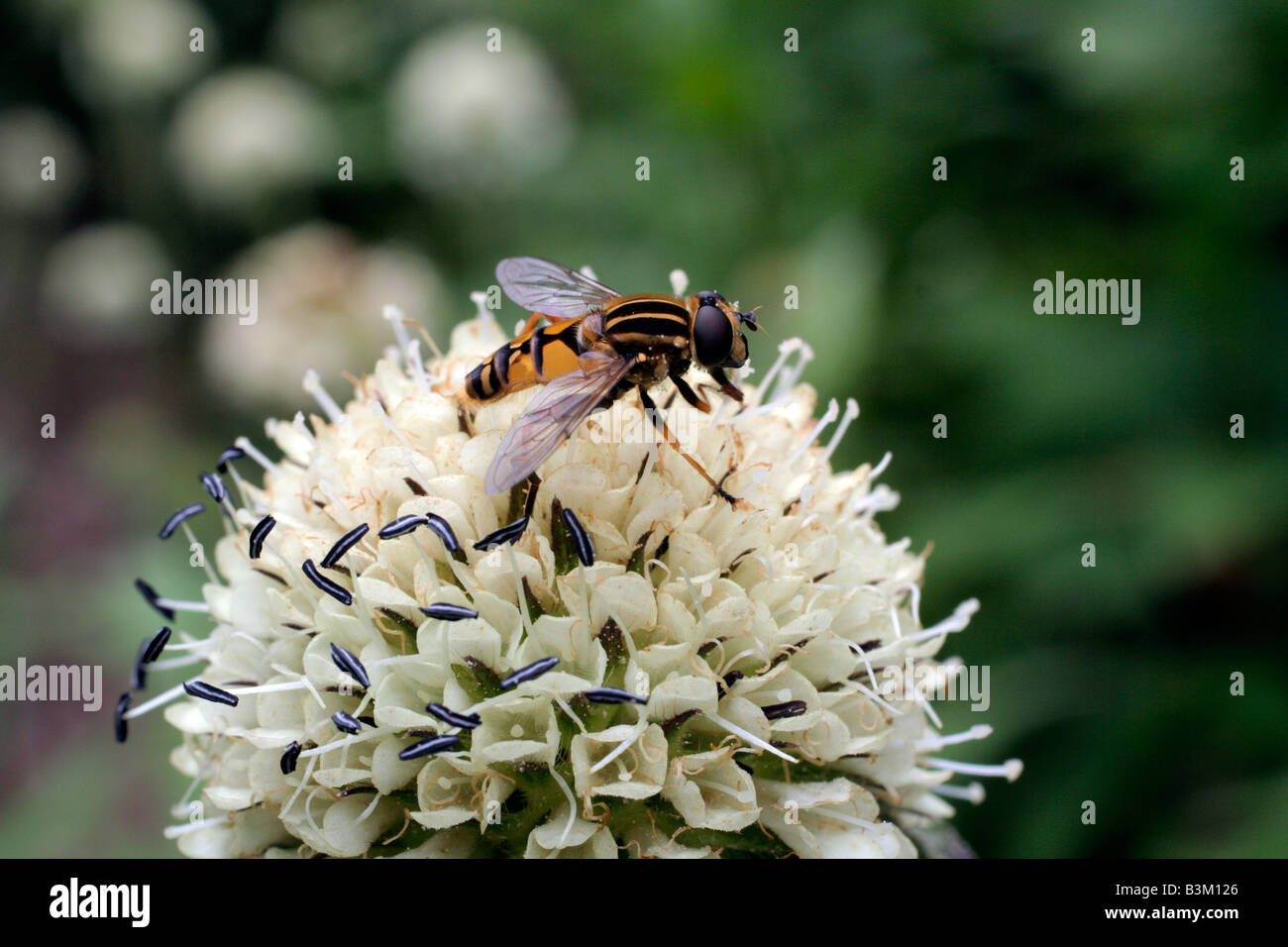 Naturalistic Plantings High Resolution Stock Photography and Images - Alamy