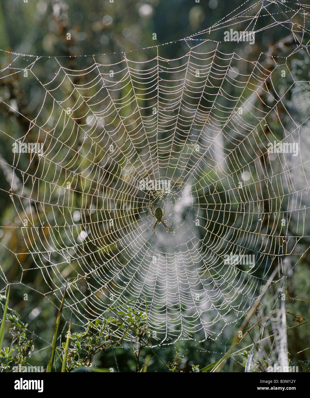 Spider instinct hi-res stock photography and images - Alamy