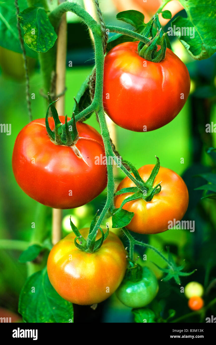 Fresh organic vegetable tomato hi-res stock photography and images - Alamy
