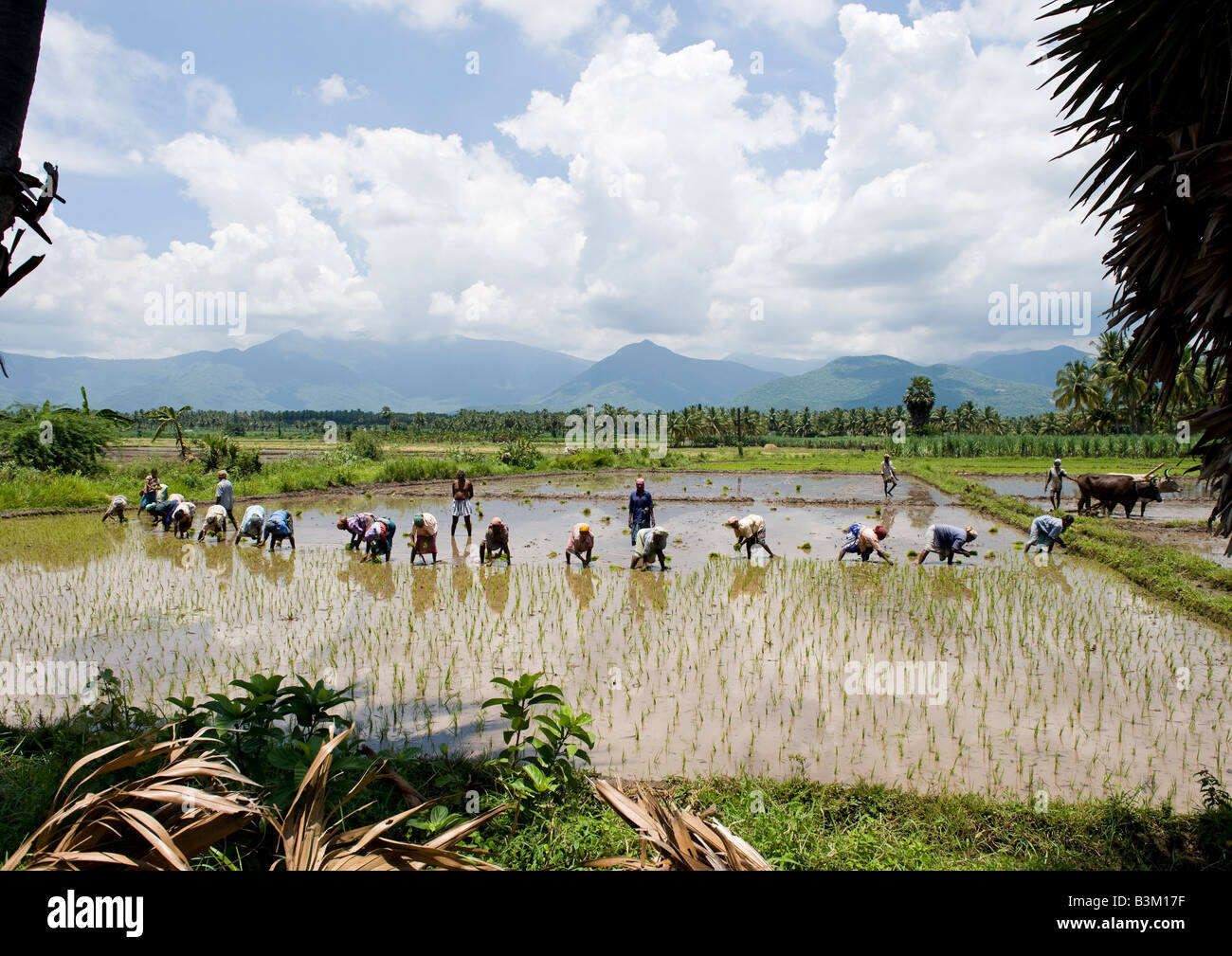 Traditional indian farming methods hi-res stock photography and images ...
