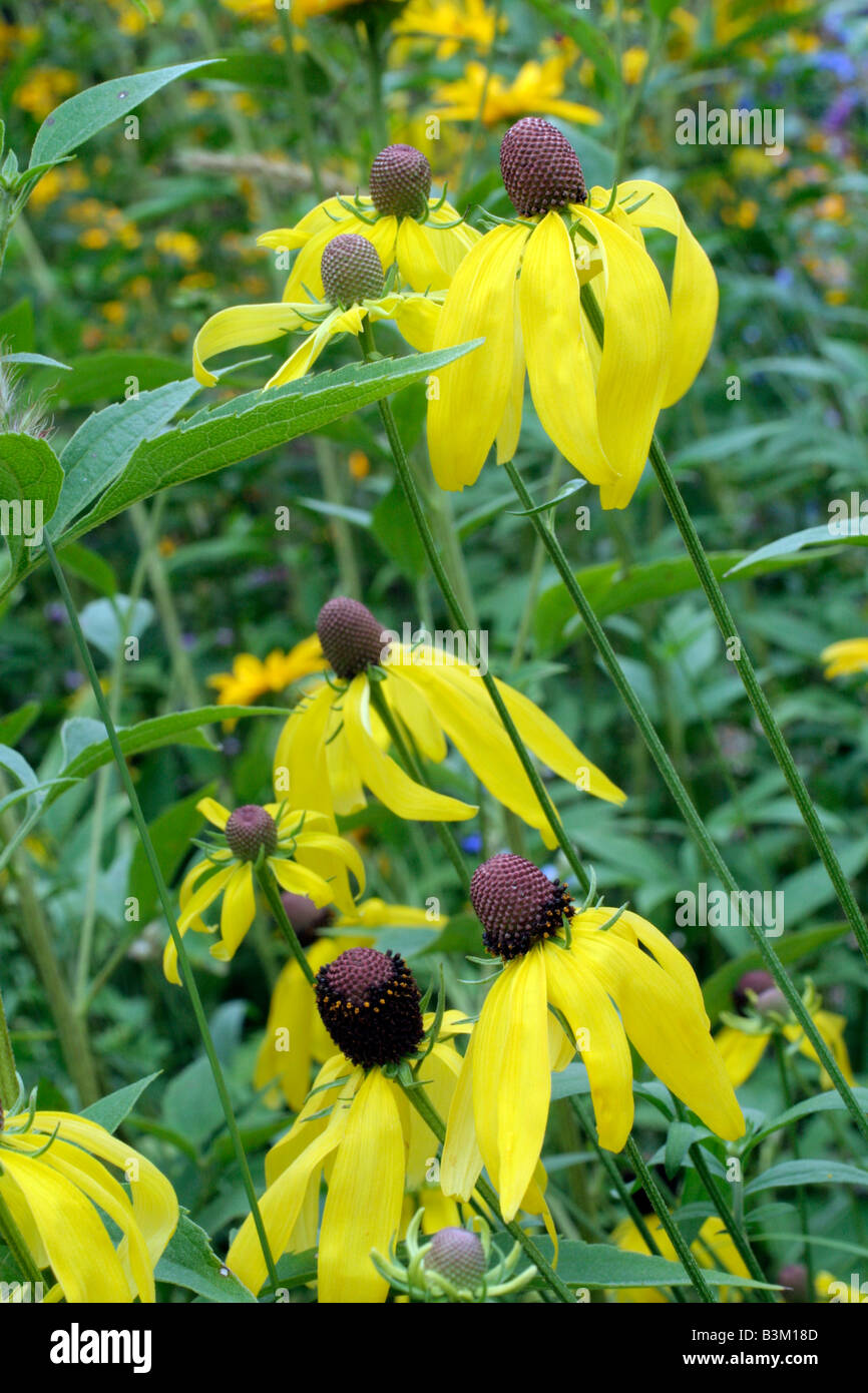 Ratibida pinnata hi-res stock photography and images - Alamy