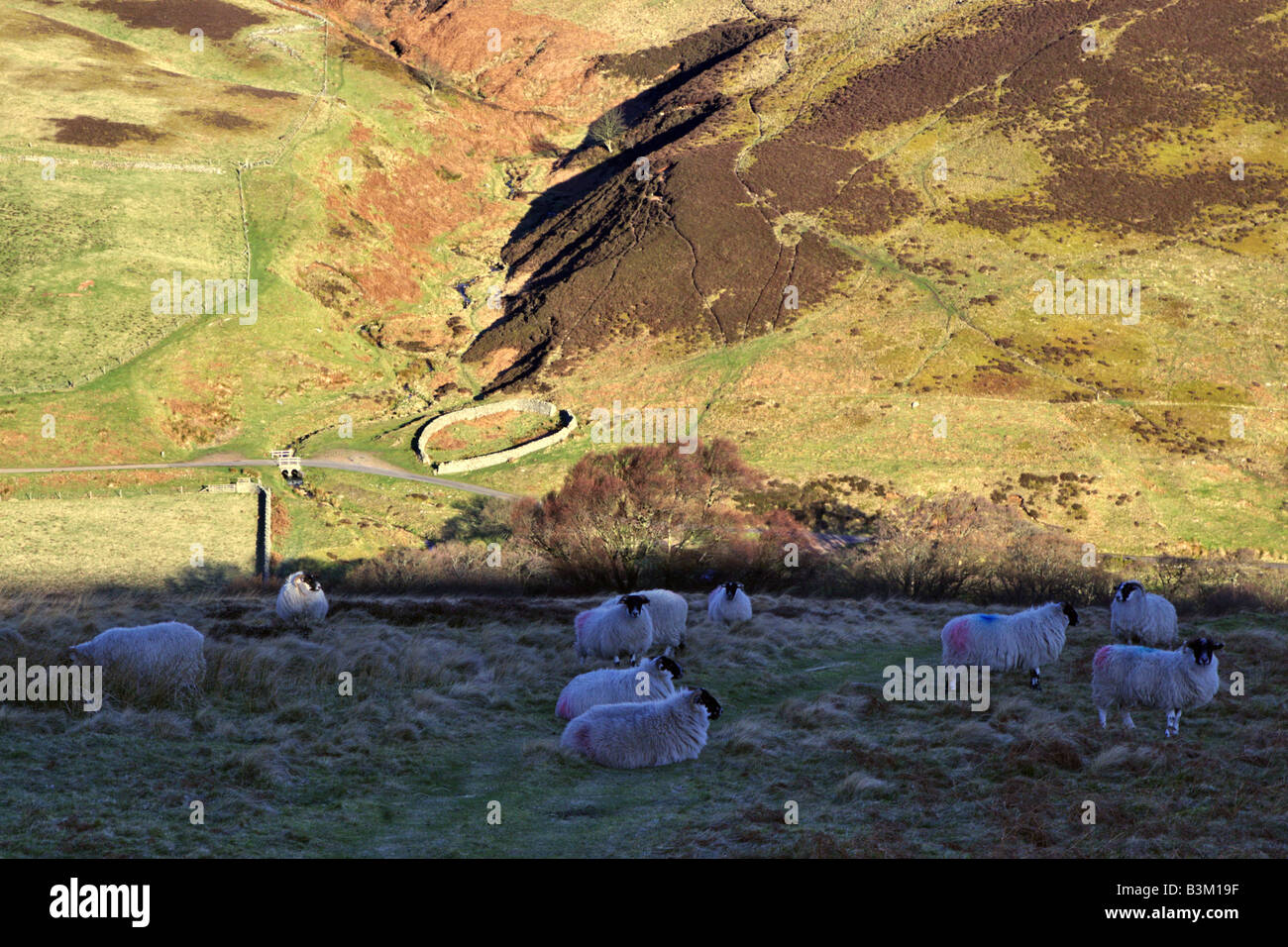 A flock of upland cheviot sheep sitting in the shade of the morning sun ...