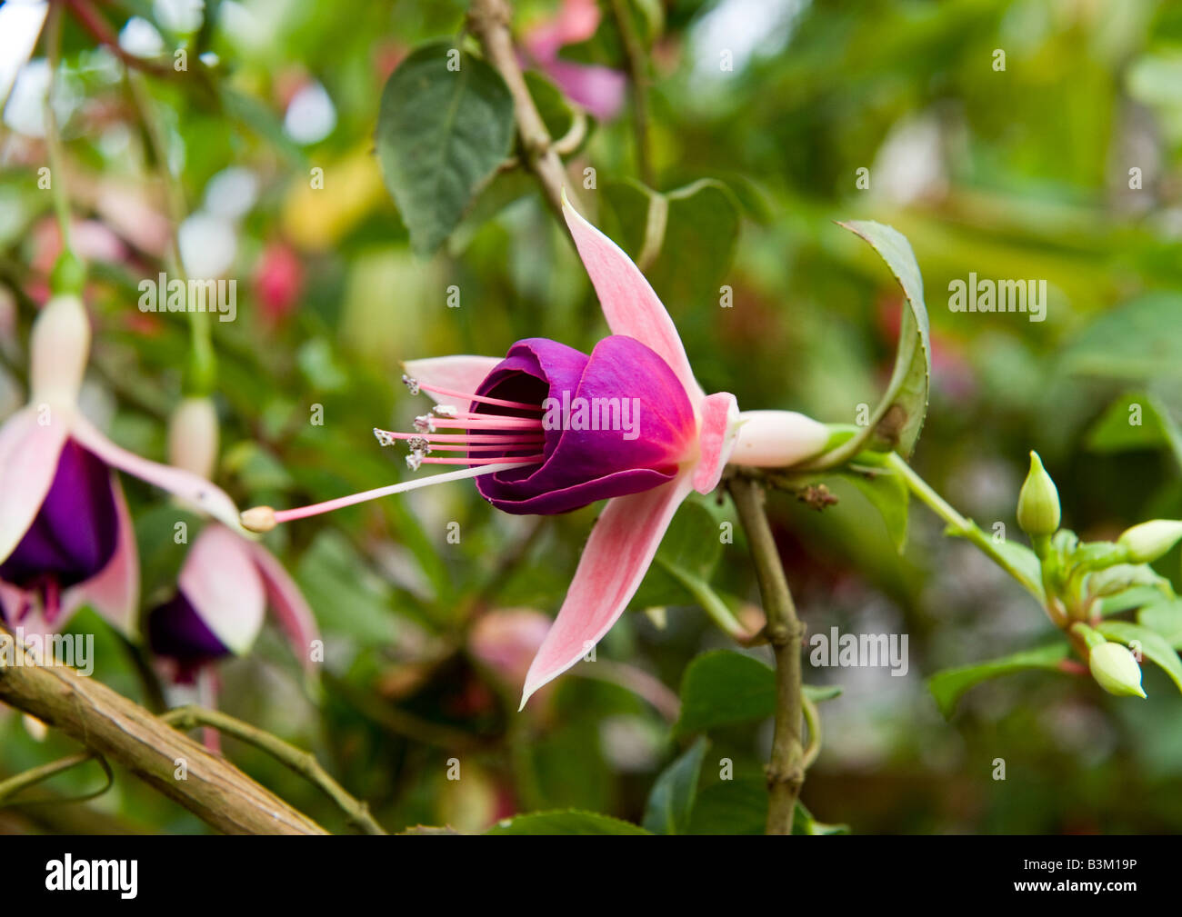 Fuchsia plants with serrated green leaves, buds, and large bell-shaped ...