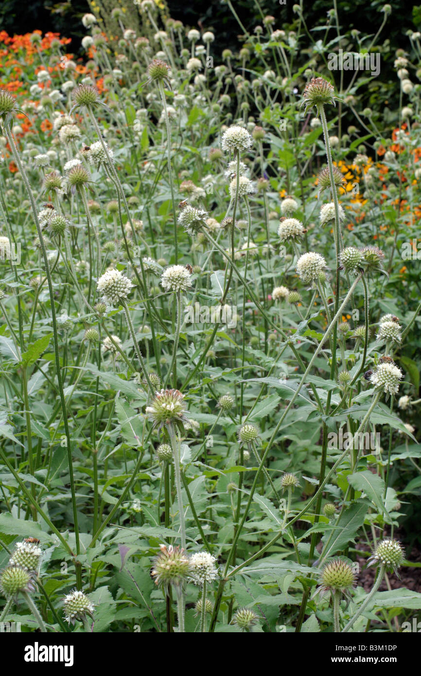 Dipsacus inermis hi-res stock photography and images - Alamy