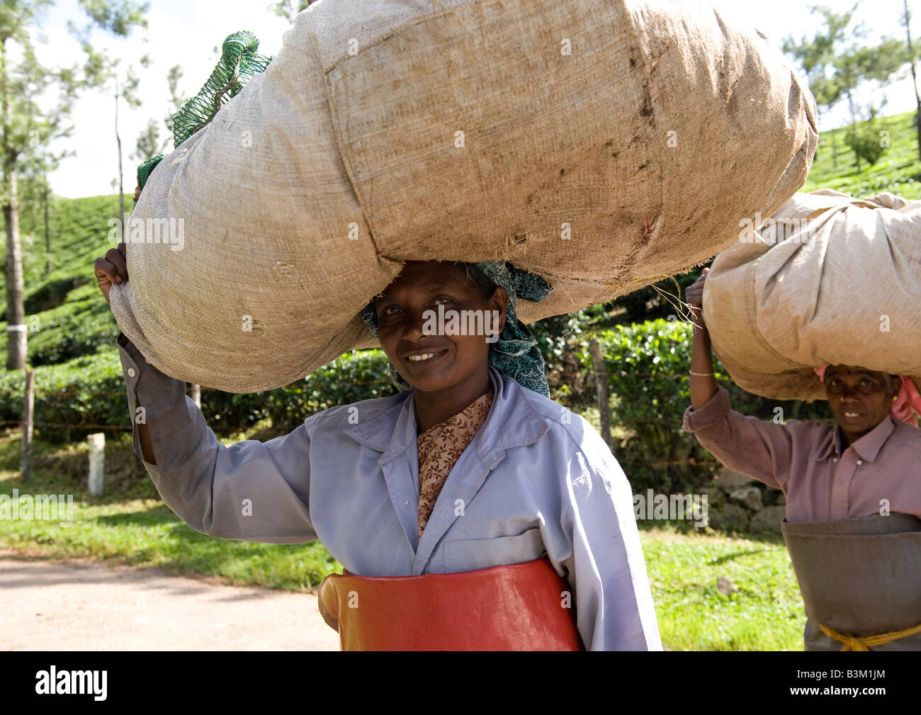 Indian women carrying large bundles of green tea leaves on heads, which ...