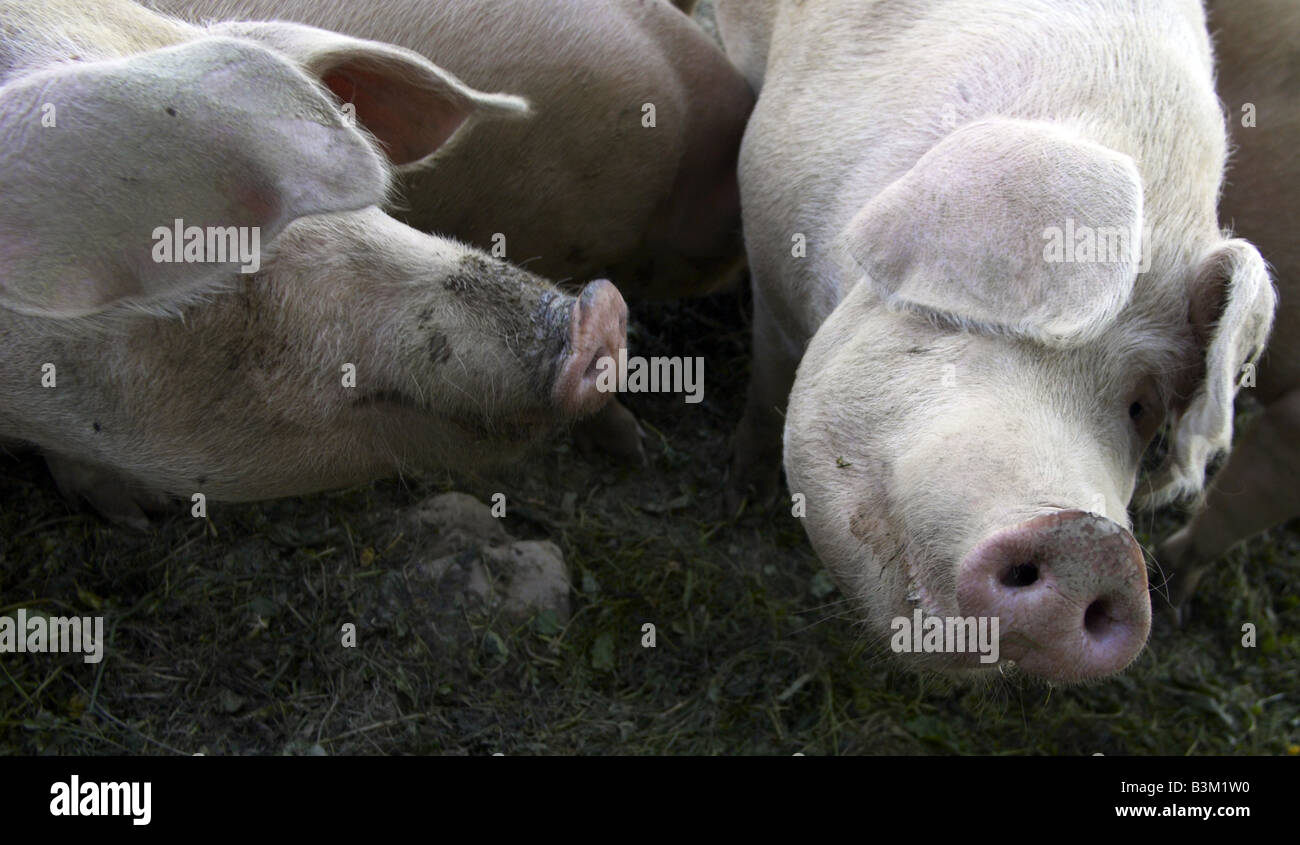 Playing pigs hi-res stock photography and images - Alamy