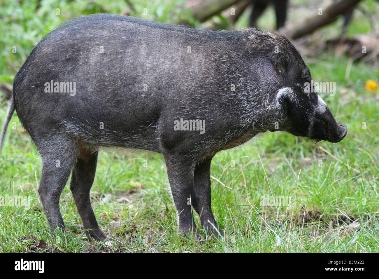 Visayan Warty Pig Stock Photo - Alamy