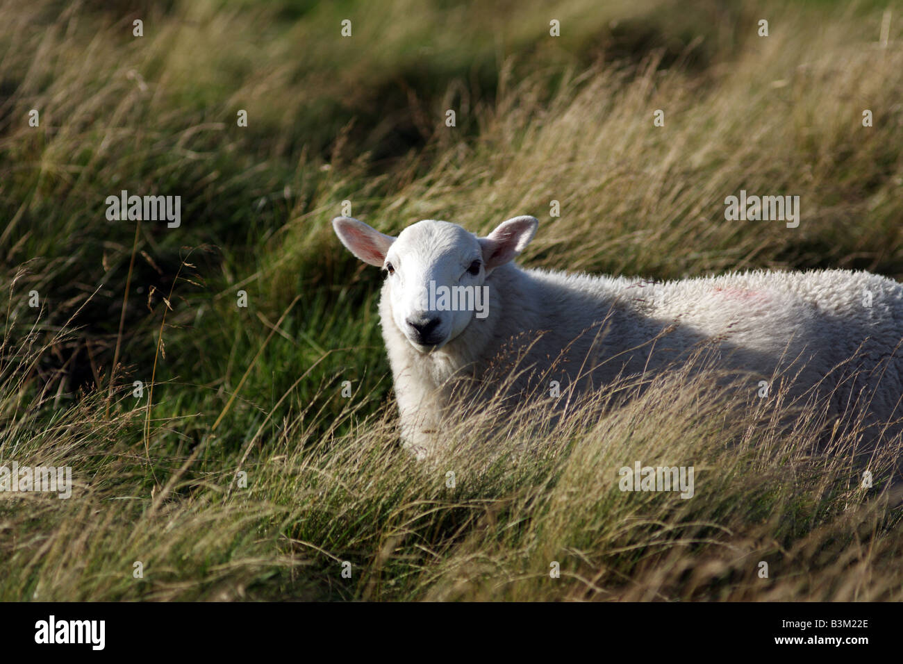 A young cheviot sheep Stock Photo - Alamy