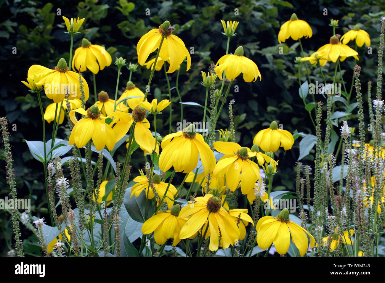 Tall Coneflower Rudbeckia Laciniata Stock Photos & Tall Coneflower ...