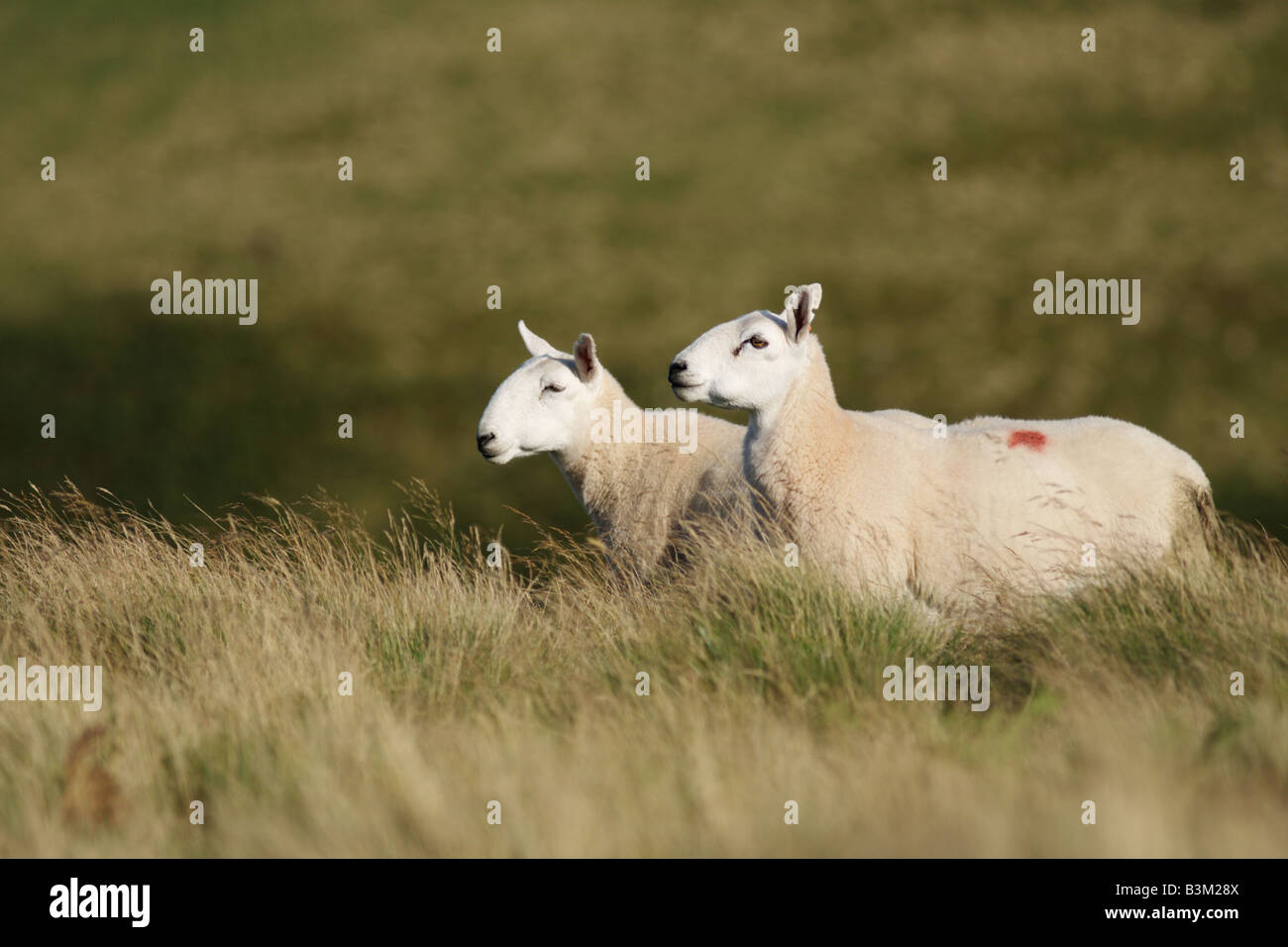 A side view of 2 Cheviot Sheep Stock Photo - Alamy