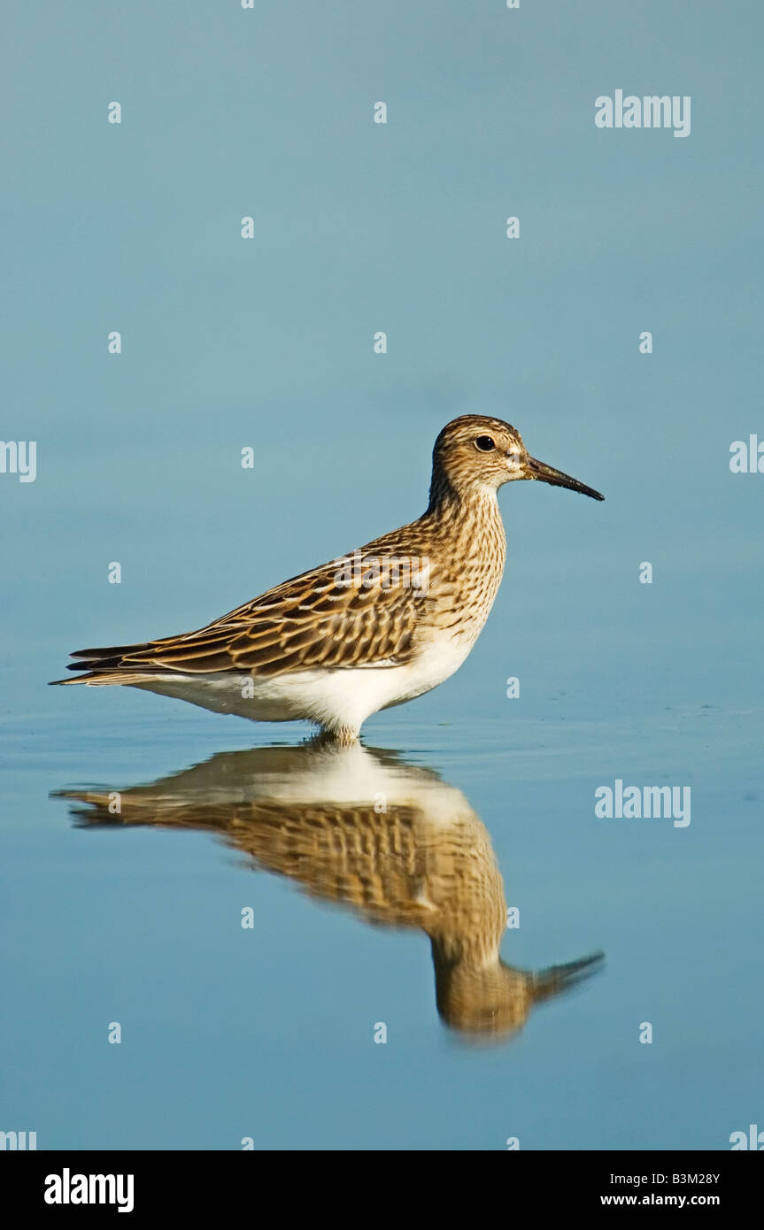 Juvenile pectoral sandpiper hi-res stock photography and images - Alamy