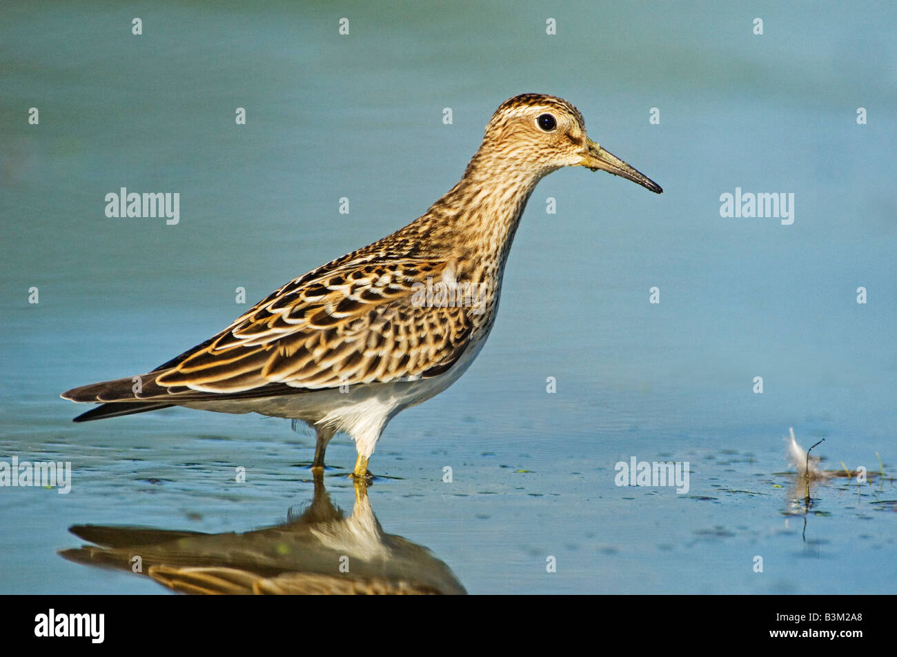 Pectoral sandpipers hi-res stock photography and images - Alamy