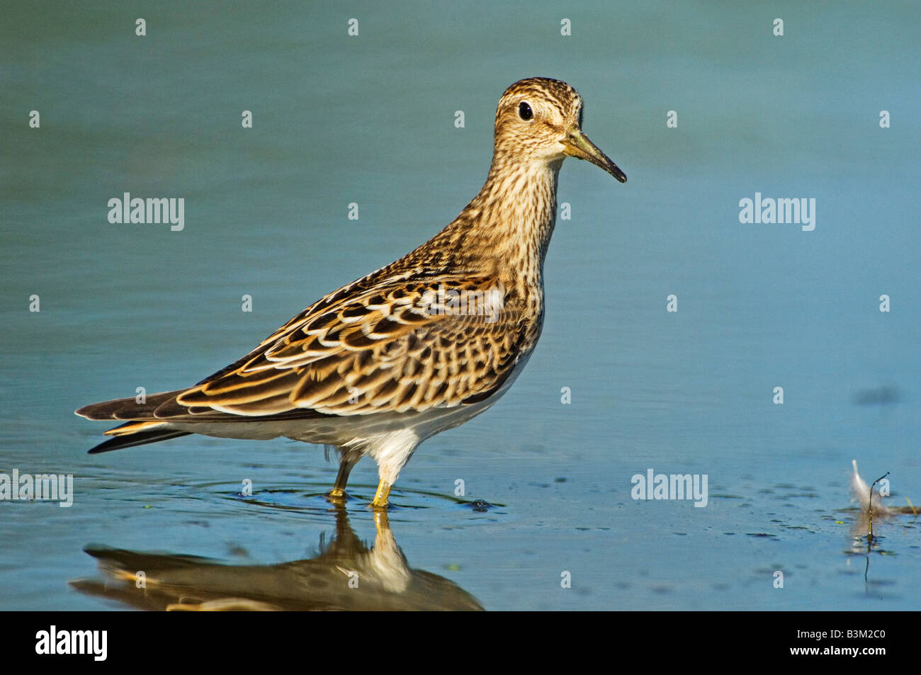 Pectoral sandpipers hi-res stock photography and images - Alamy