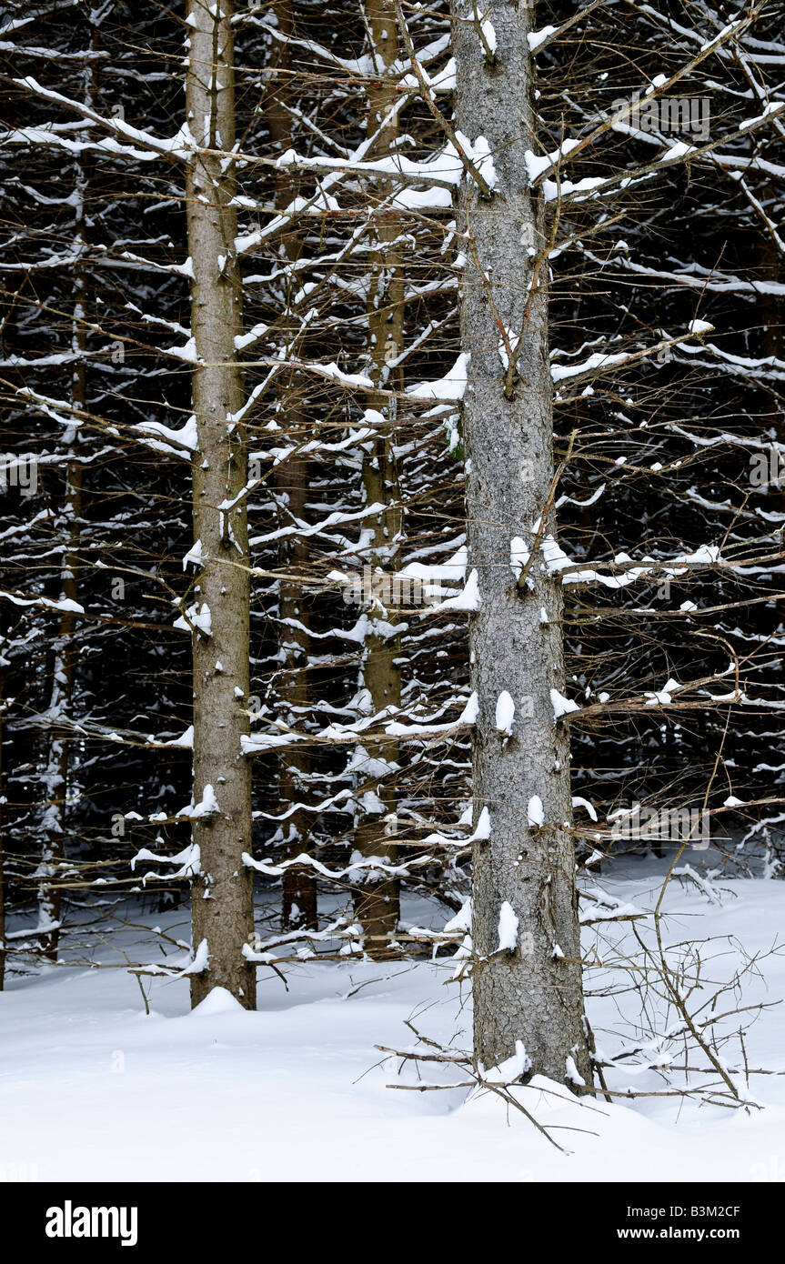 Natural background of tree trunks in winter Stock Photo - Alamy