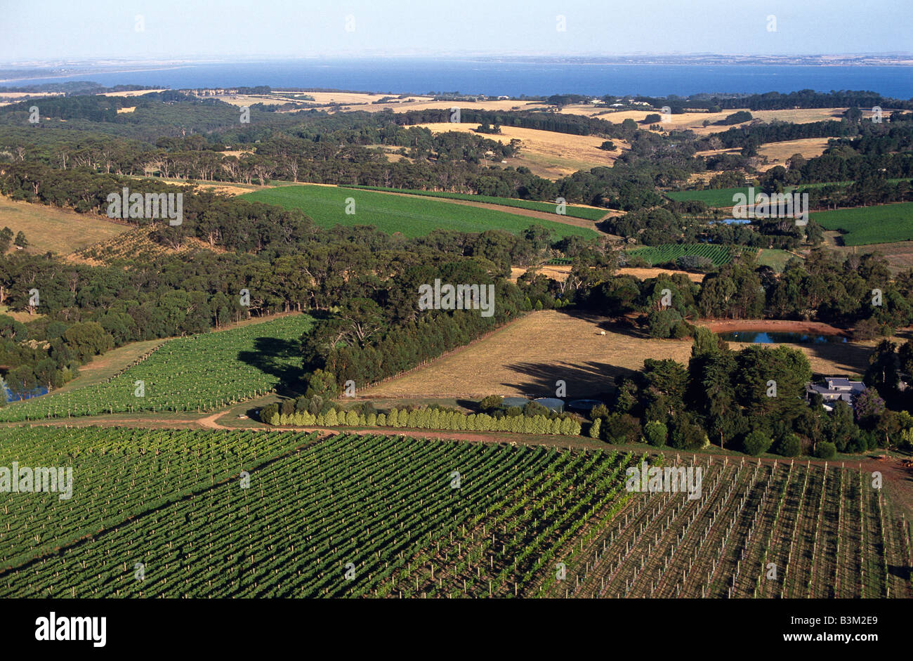 Rows grape vines vineyard aerial hi-res stock photography and images ...