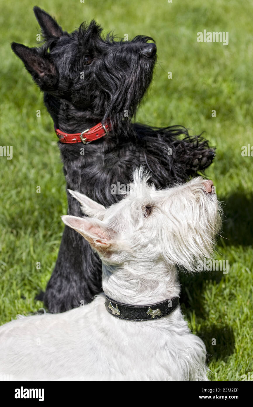Two Black and a Wheaton Scottish Terrier dogs begging outdoors in green ...