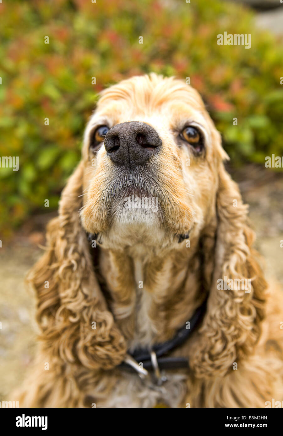 Tan Cocker Spaniel dog portrait in garden setting Stock Photo - Alamy