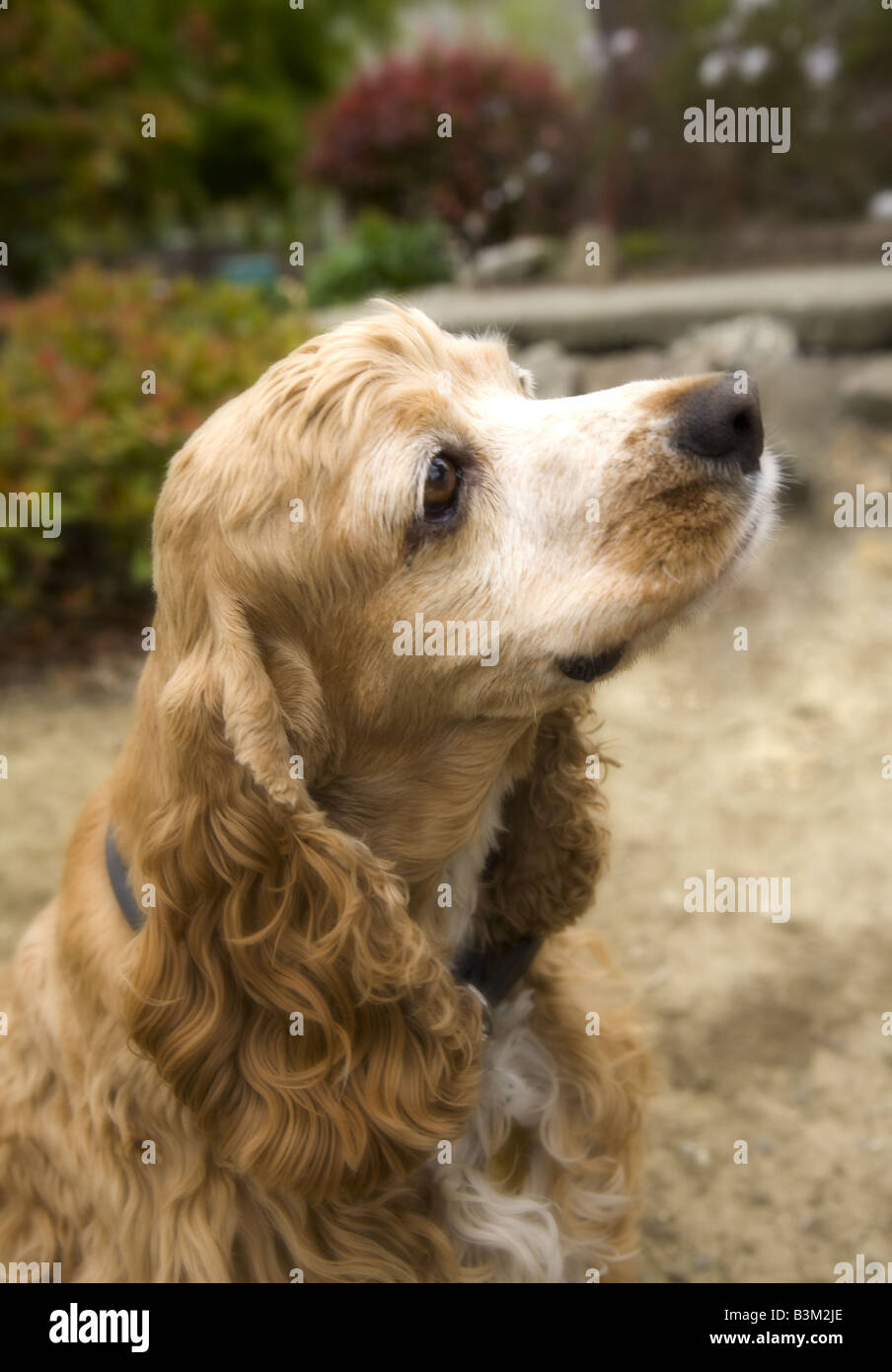 Tan Cocker Spaniel dog portrait in garden setting Stock Photo - Alamy