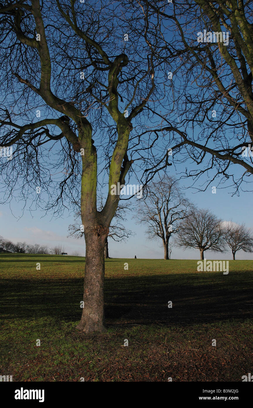 a tree lit by flash light Stock Photo - Alamy