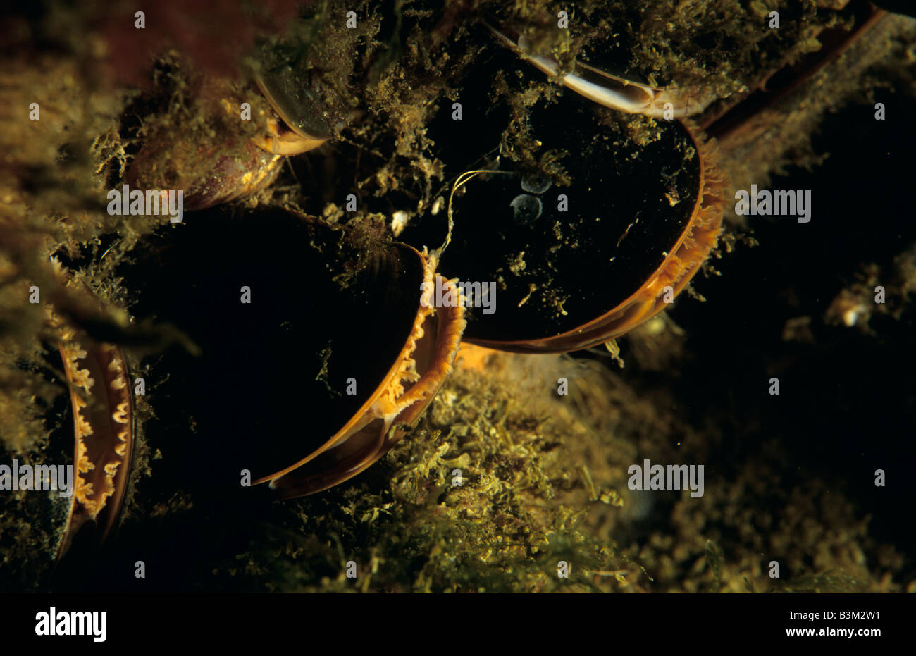 Common mussel (Mytilus Edulis Stock Photo - Alamy